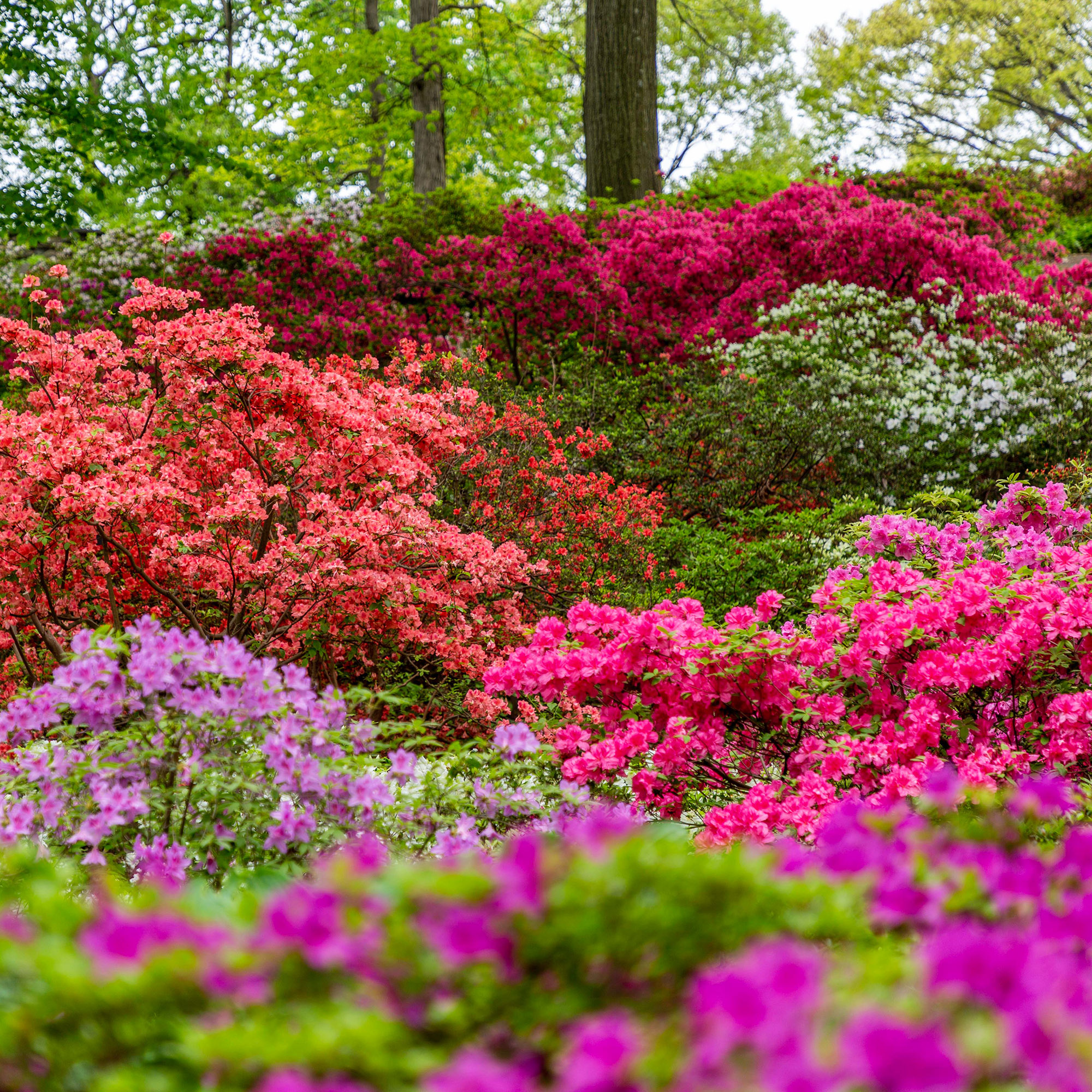 Turning Heads In The Azalea Garden Plant Talk