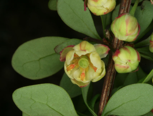 Barbarous Barberry Outcompetes Spring Wildflowers - Plant Talk