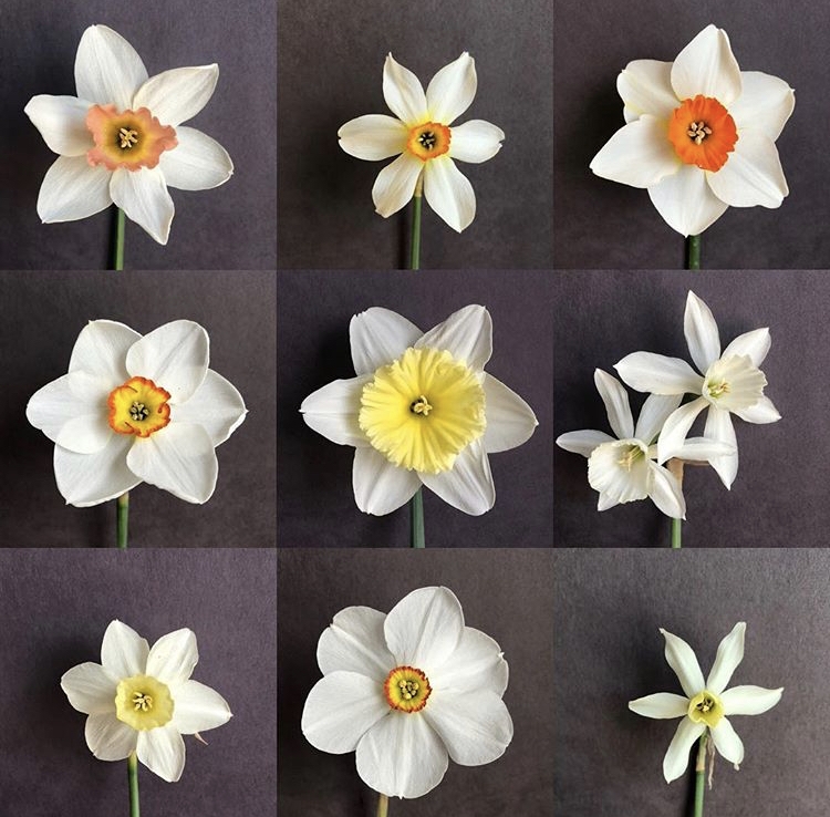 Daffodils of Every Shape and Shade - Plant Talk