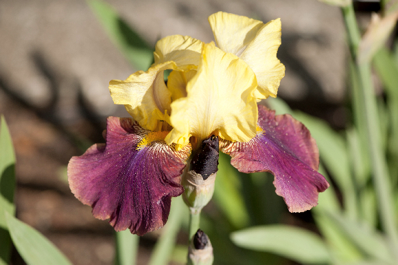 Fleur-de-Lis - Plant Talk
