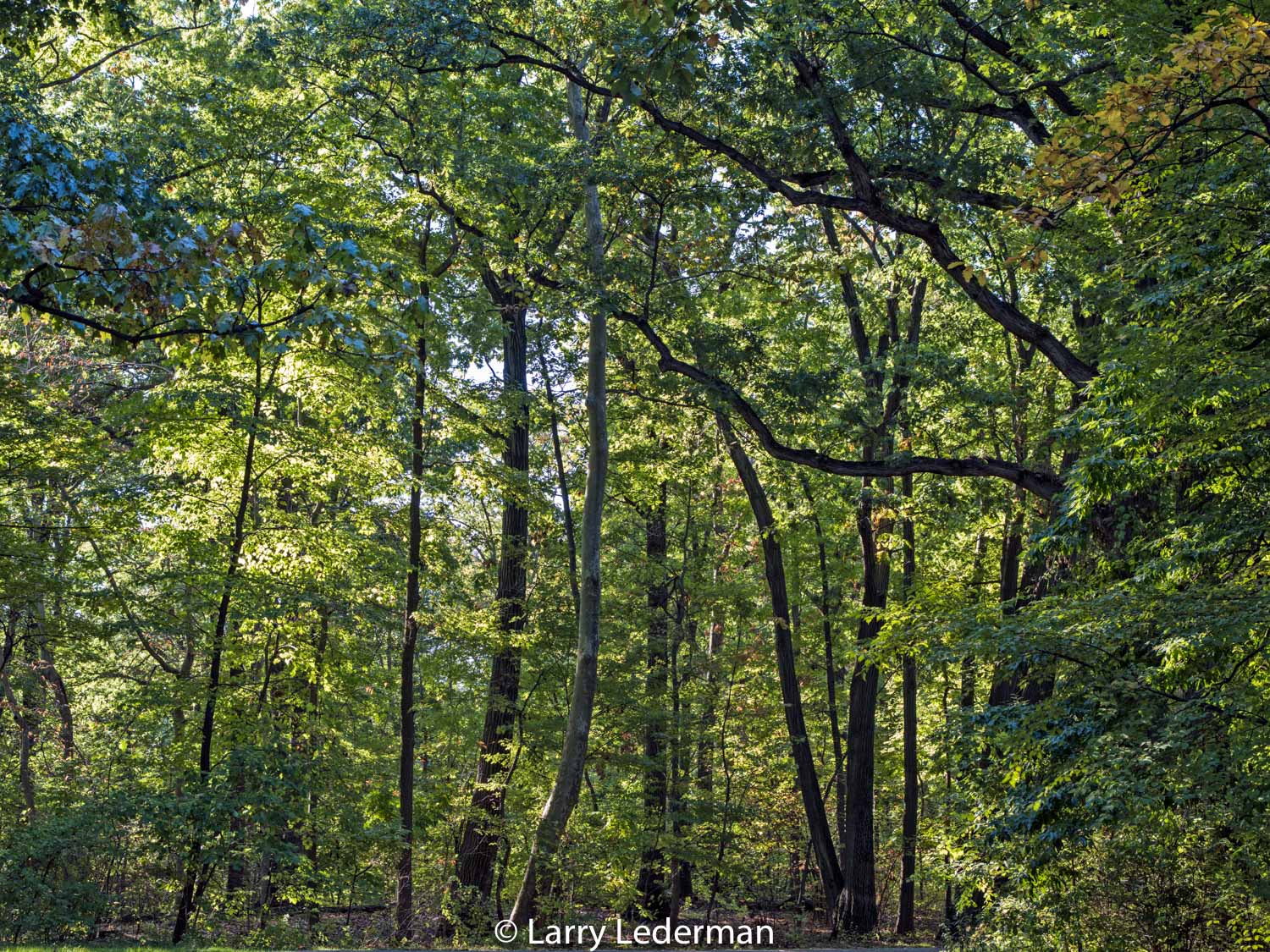 Larry Lederman Archives - Plant Talk
