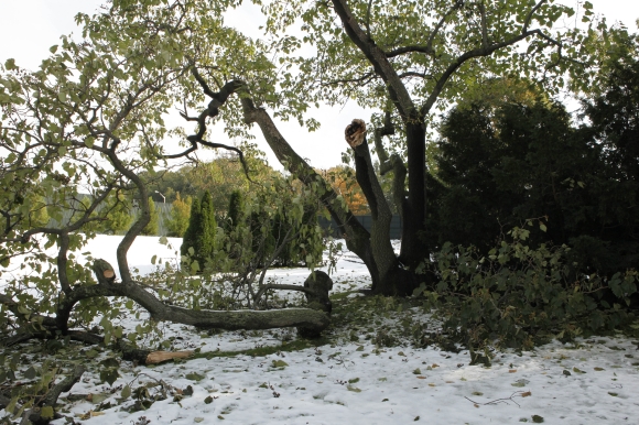 Historic October Storm Hits NYBG - Plant Talk