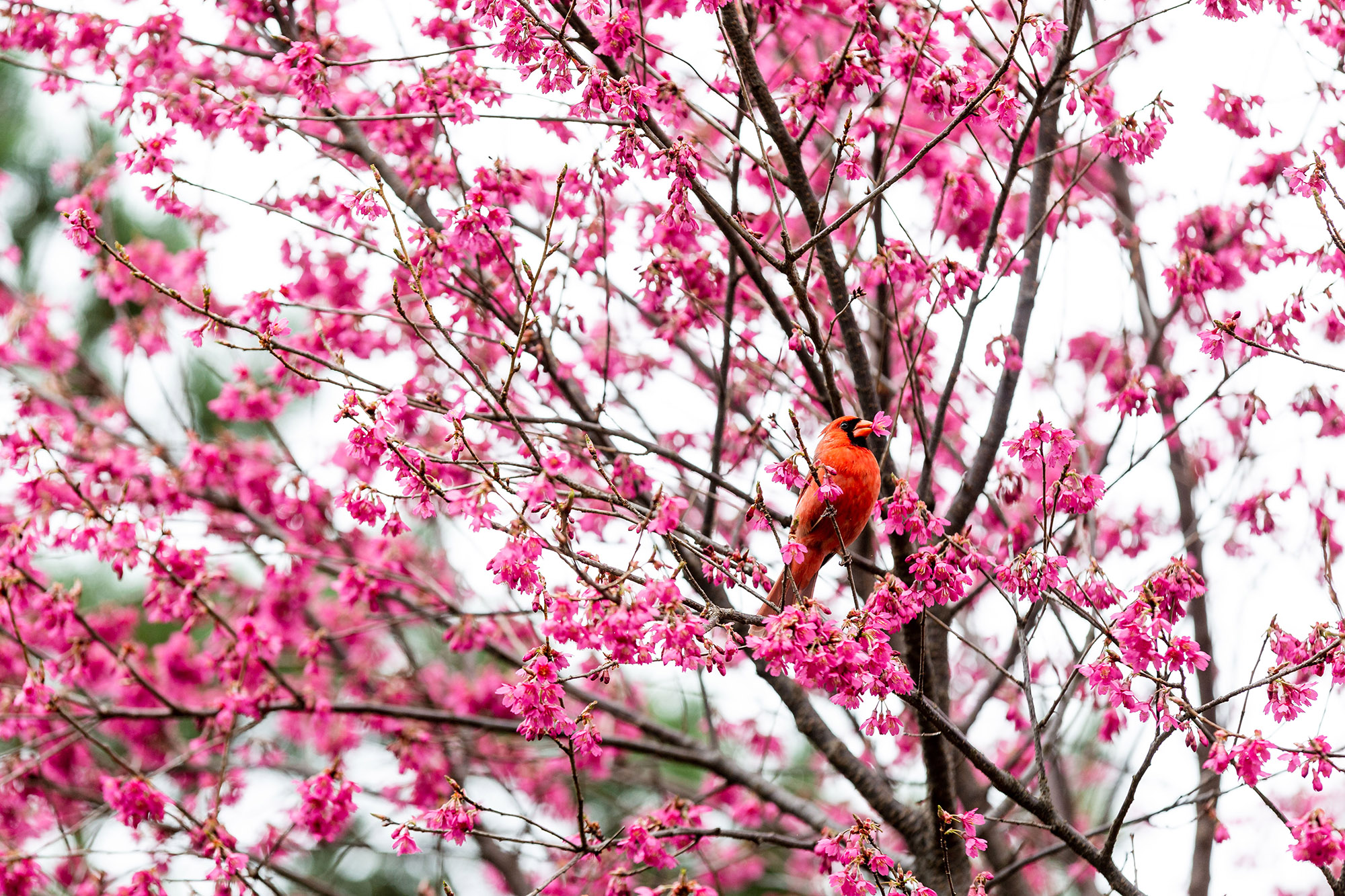 Spring Mania - Plant Talk