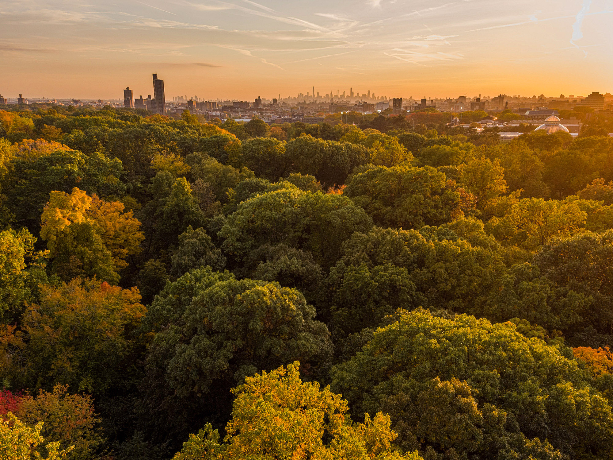 What's Beautiful Now: The Golden Bronx - Plant Talk