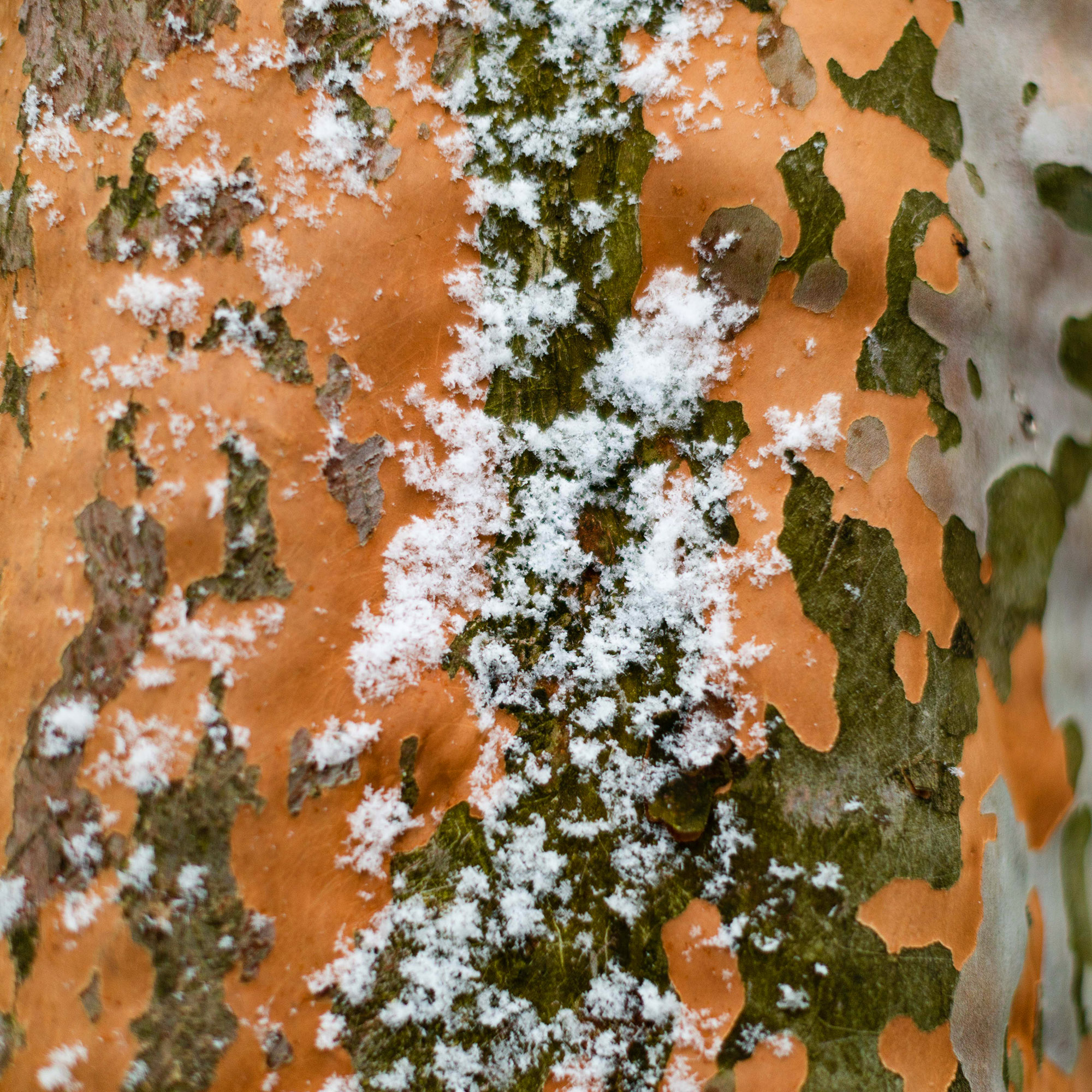What's Beautiful Now: Winter Textures - Plant Talk