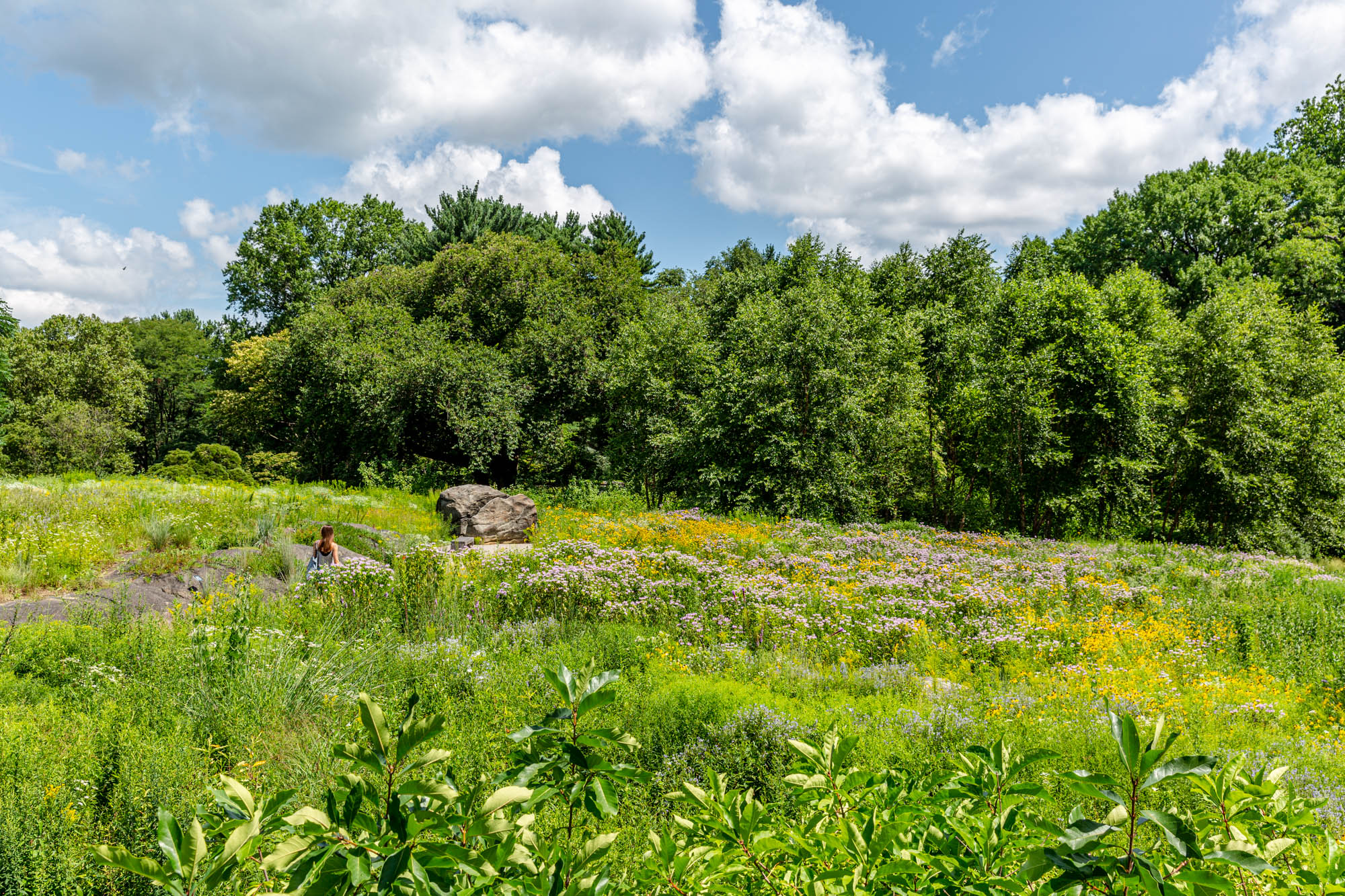 What's Beautiful Now: Native Plant Garden - Plant Talk