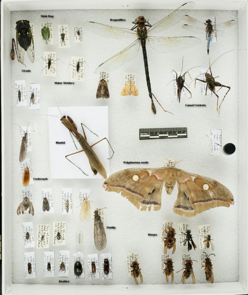Nighttime Prowls Turn Up Plenty of Insects - Plant Talk