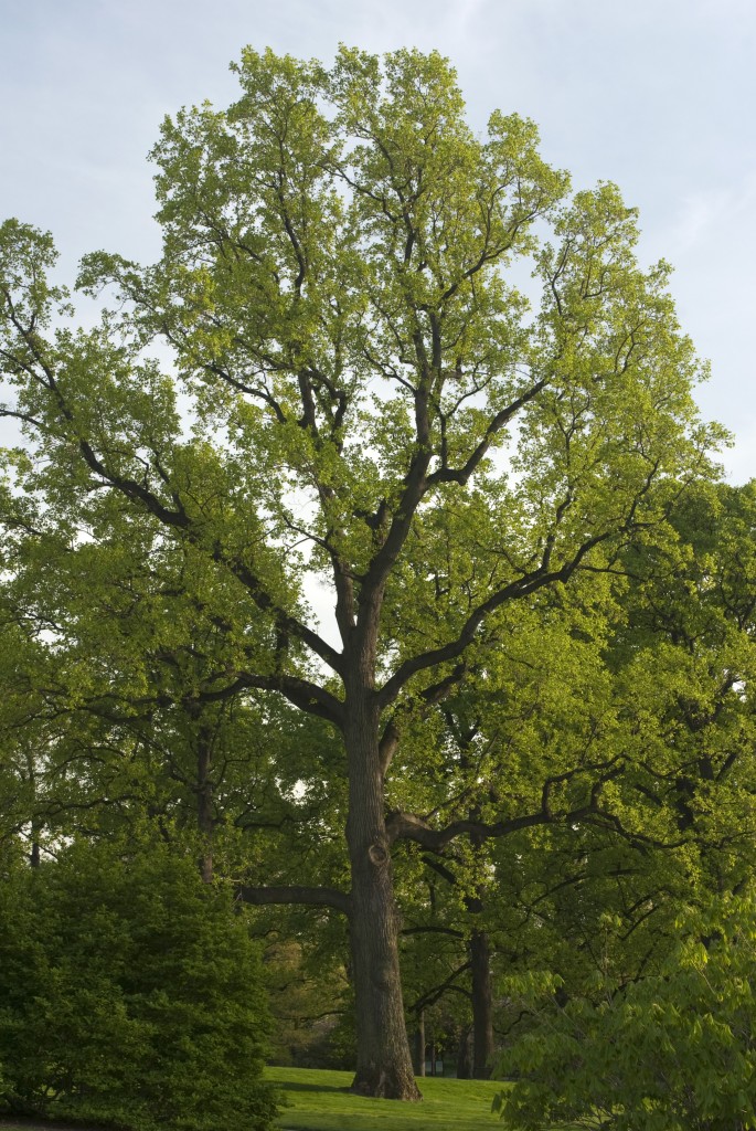 Special Trees to See at the Garden - Plant Talk