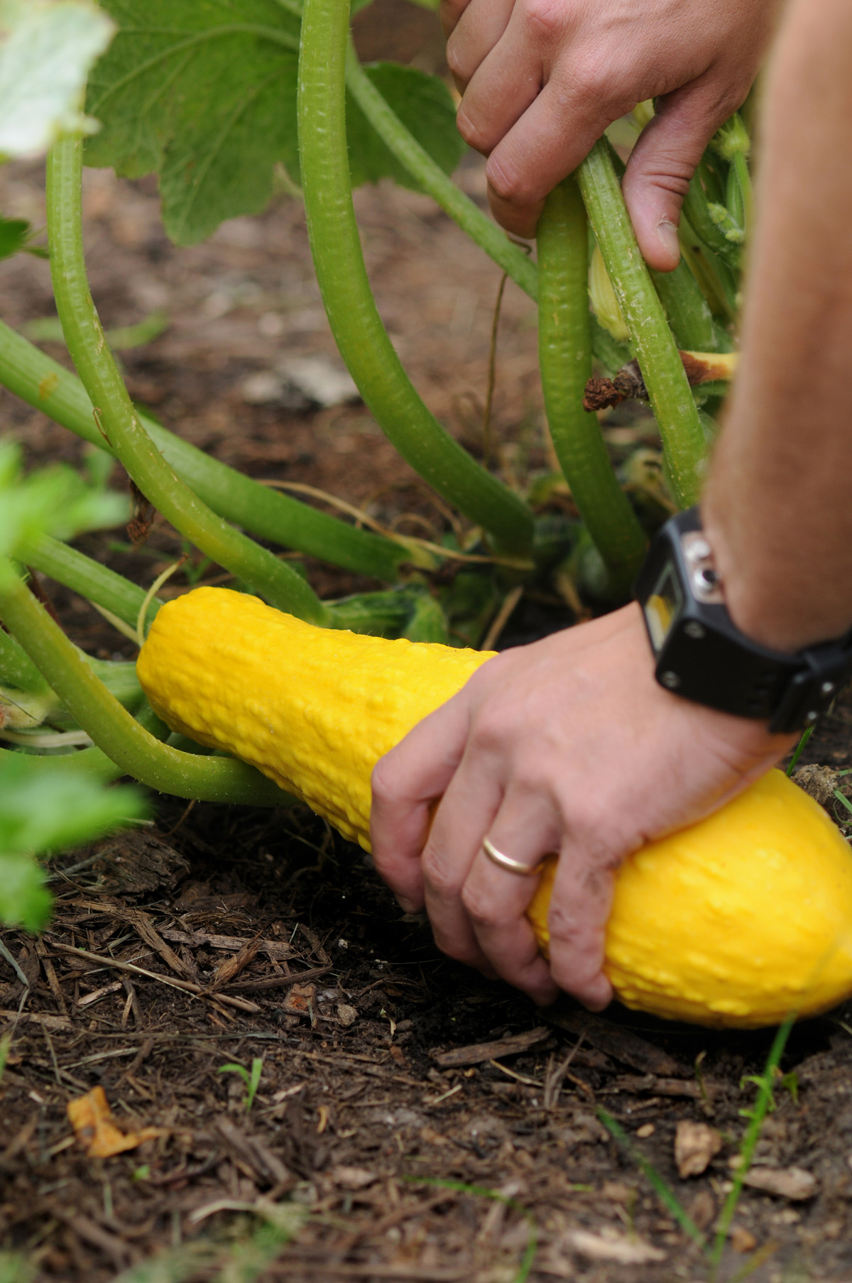 Squash For All Seasons Plant Talk
