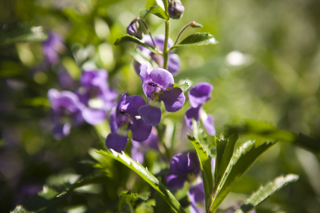 Summer Snapdragons - Plant Talk