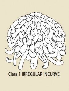 Kiku Classification: Irregular Incurve, Reflex, and Regular Incurve ...