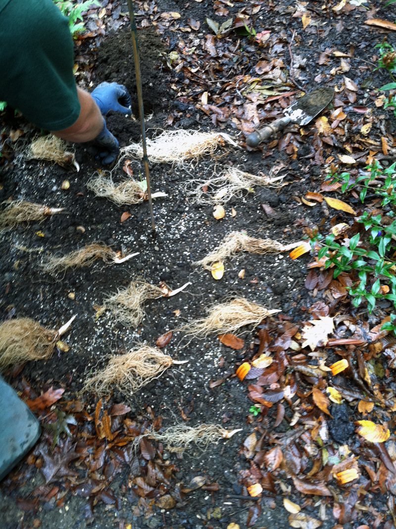 Planting Trilliums in the Native Plant Garden - Plant Talk