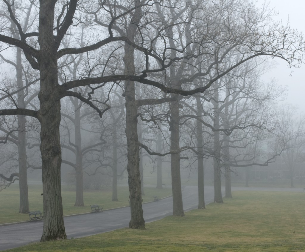 Tulip Tree Allee Archives - Plant Talk