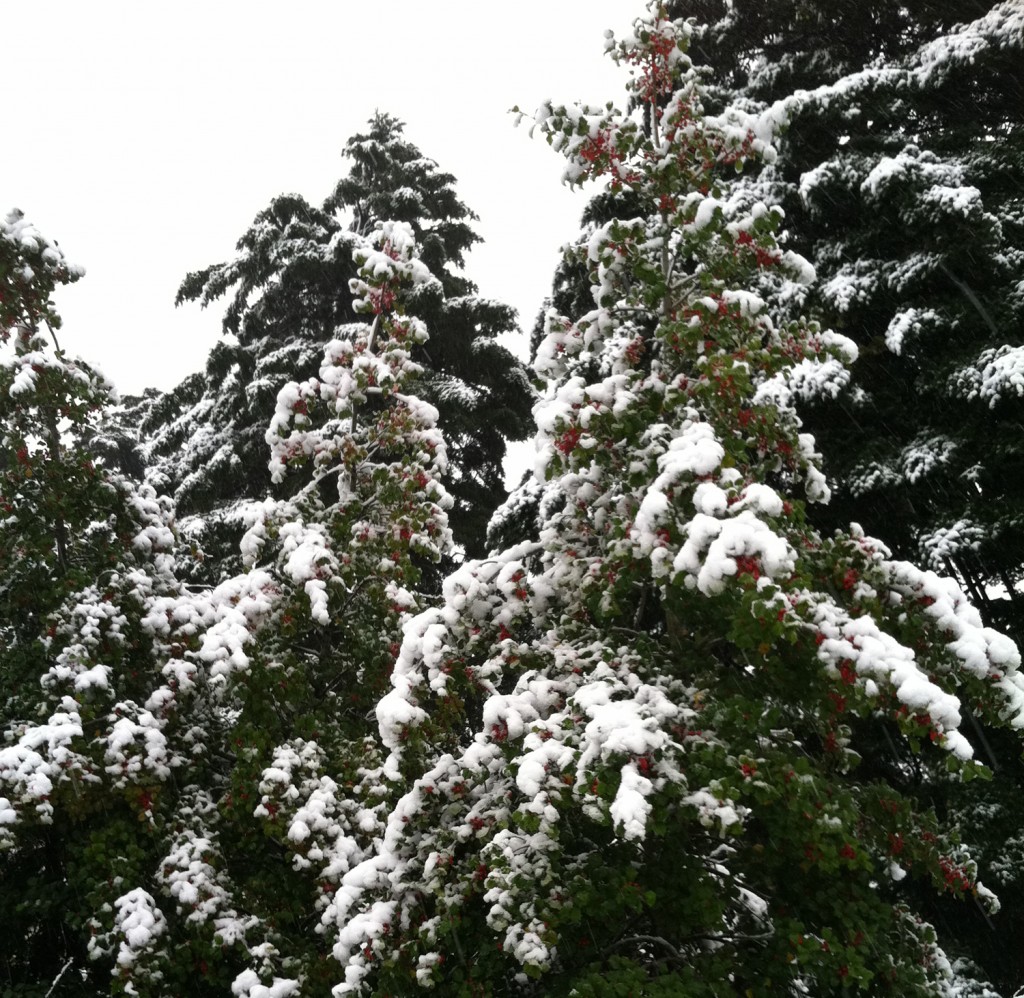 Revisiting 'Snow-tober' - No Tree Left Behind - Plant Talk