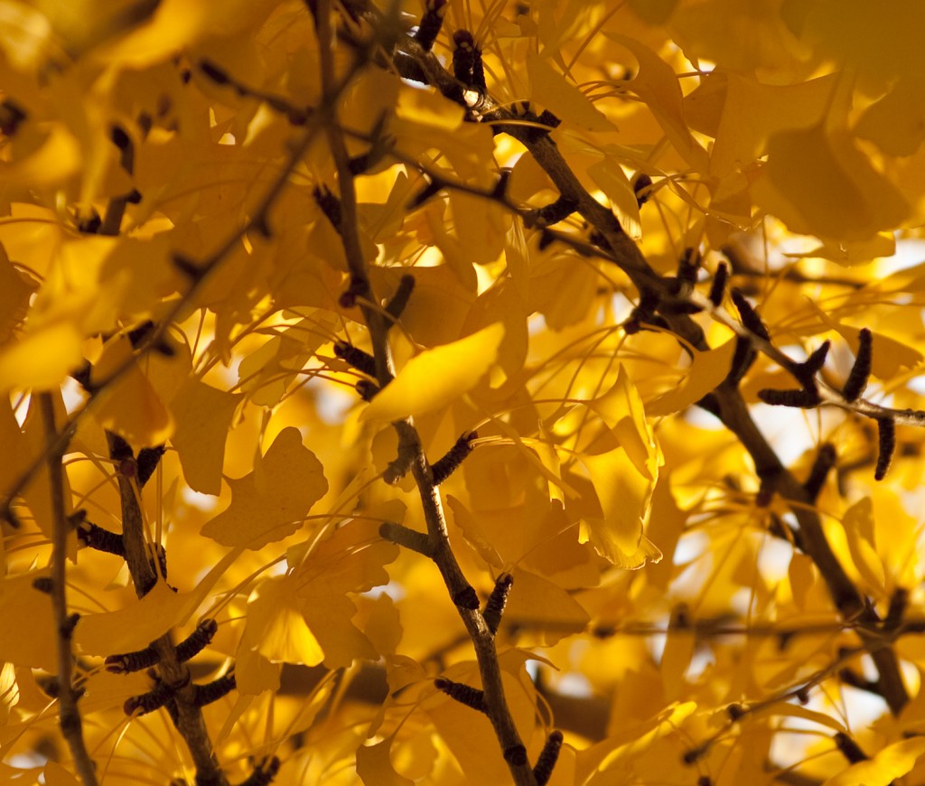 ginkgo biloba Archives - Plant Talk