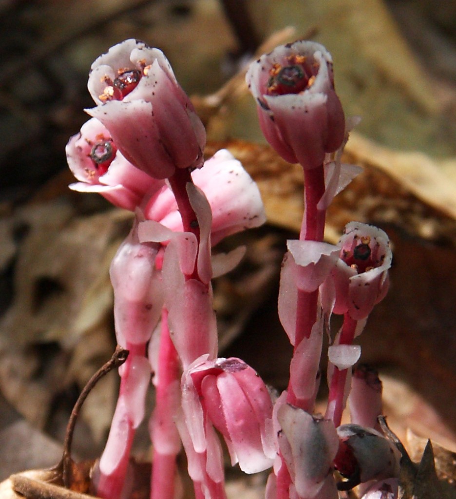 The Corpse Plant - Plant Talk