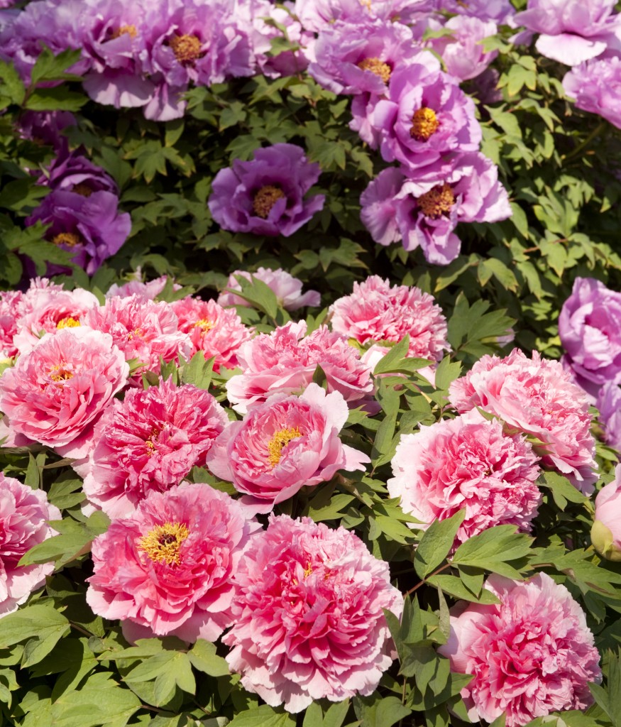 A Blooming Great Weekend to Visit! – Plant Talk