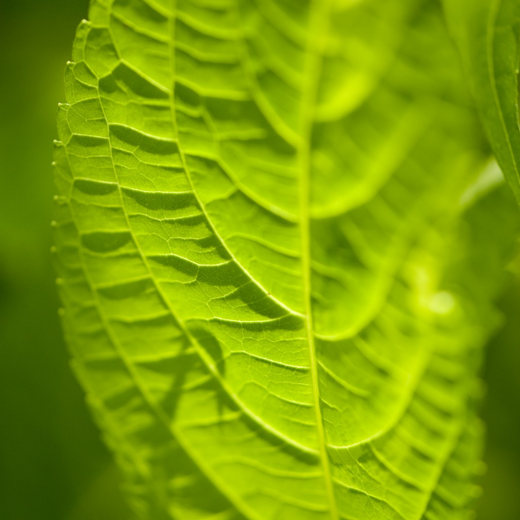 Welcoming Summer Greens - Plant Talk