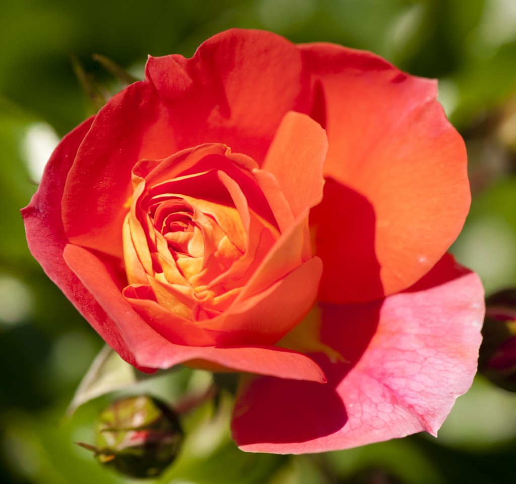 Great Rosarians of the World 2012 - Plant Talk
