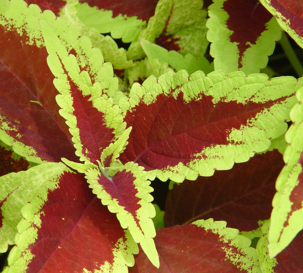 Coleus Archives - Plant Talk