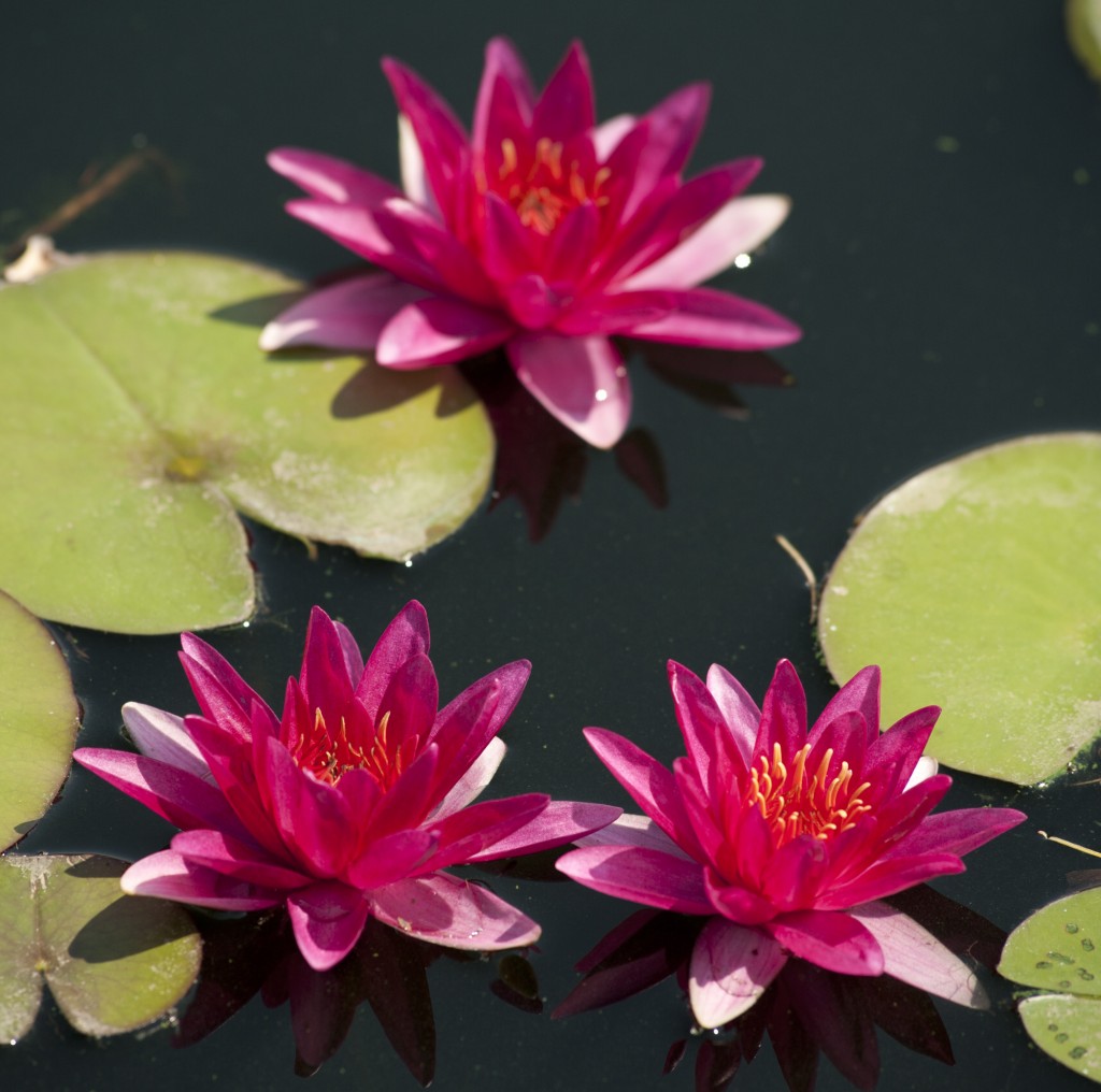 No-Fuss Nymphaea - Plant Talk