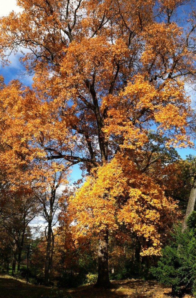 John's Tree - Plant Talk