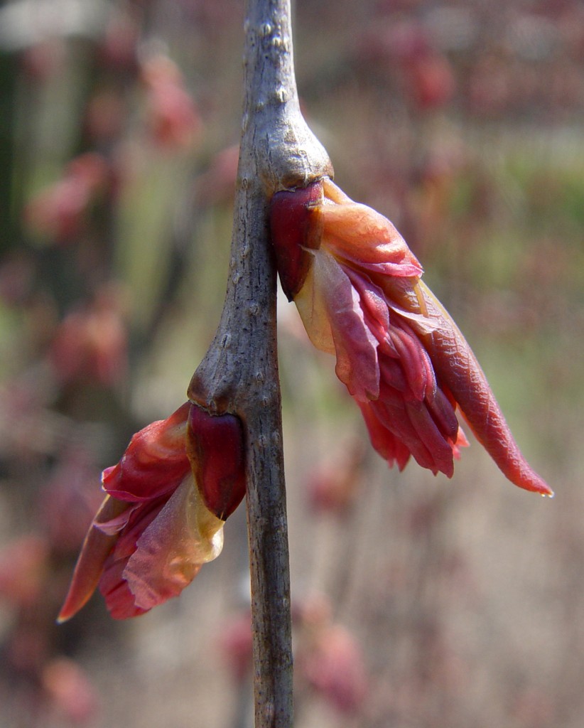 Cotton-Candied Katsura - Plant Talk