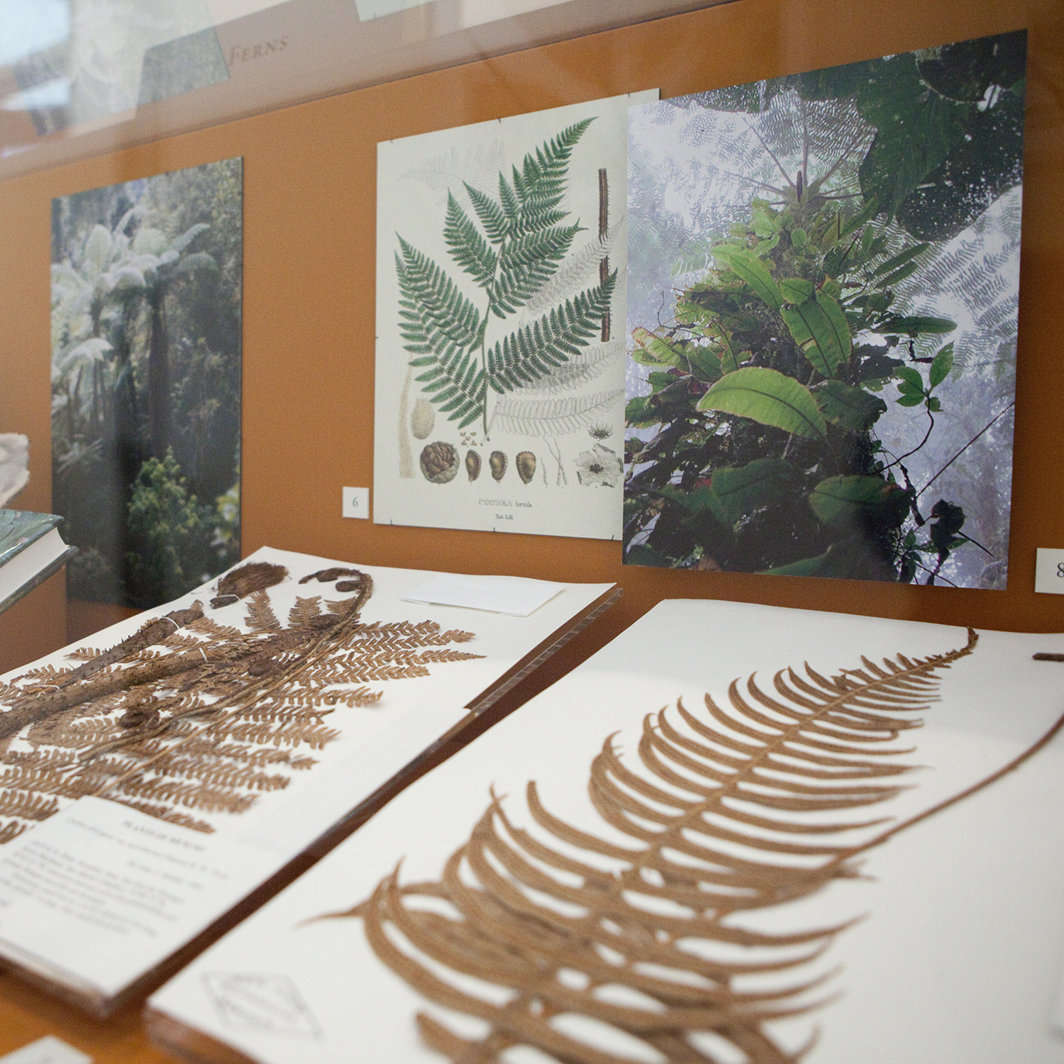 Unraveling the Herbarium - Plant Talk