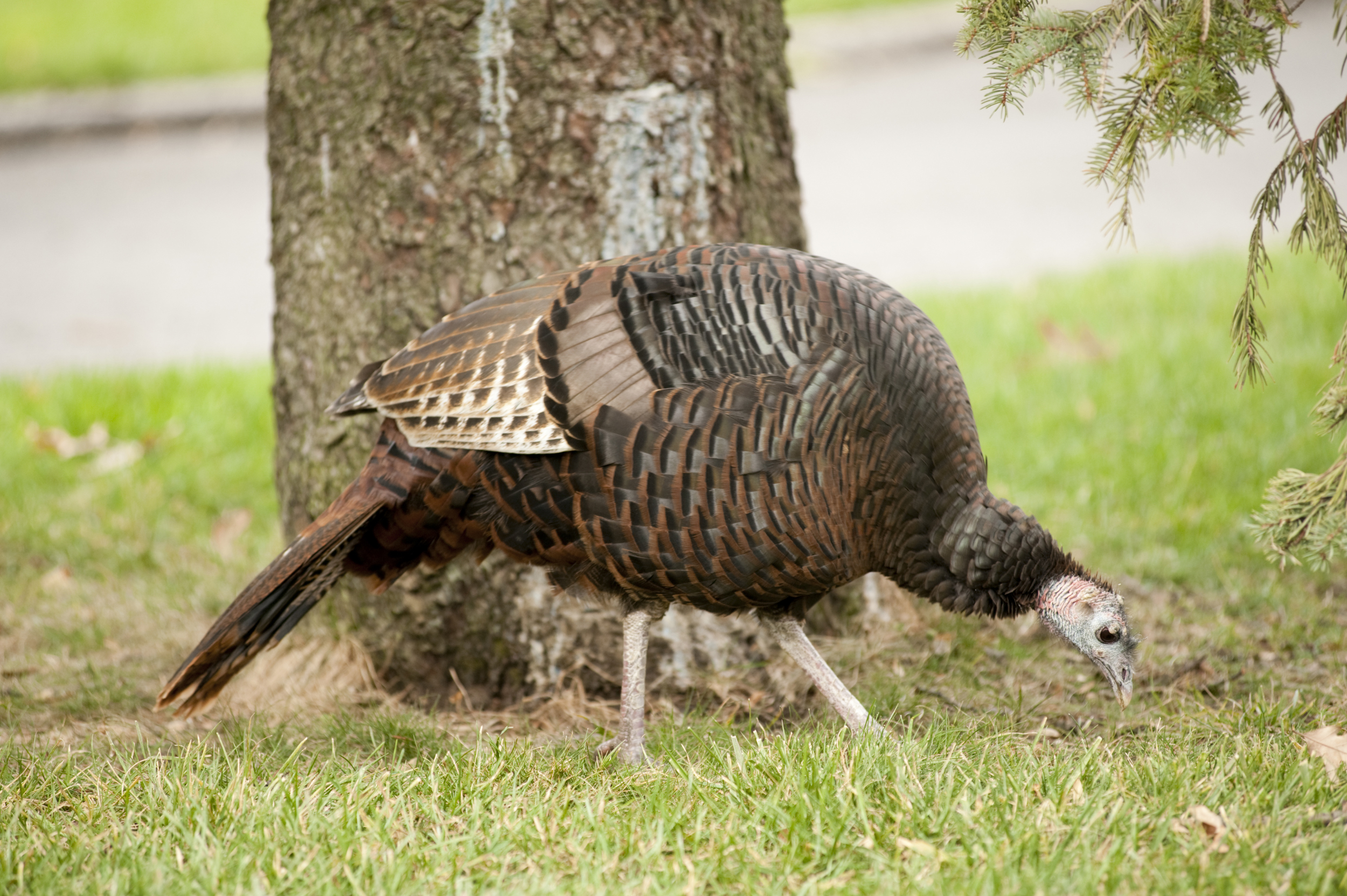 Morning Eye Candy: Dodder & Wattle - Plant Talk