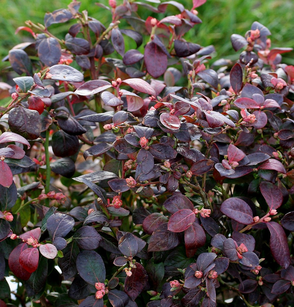 Dwarf Blueberries and Raspberries – Plant Talk