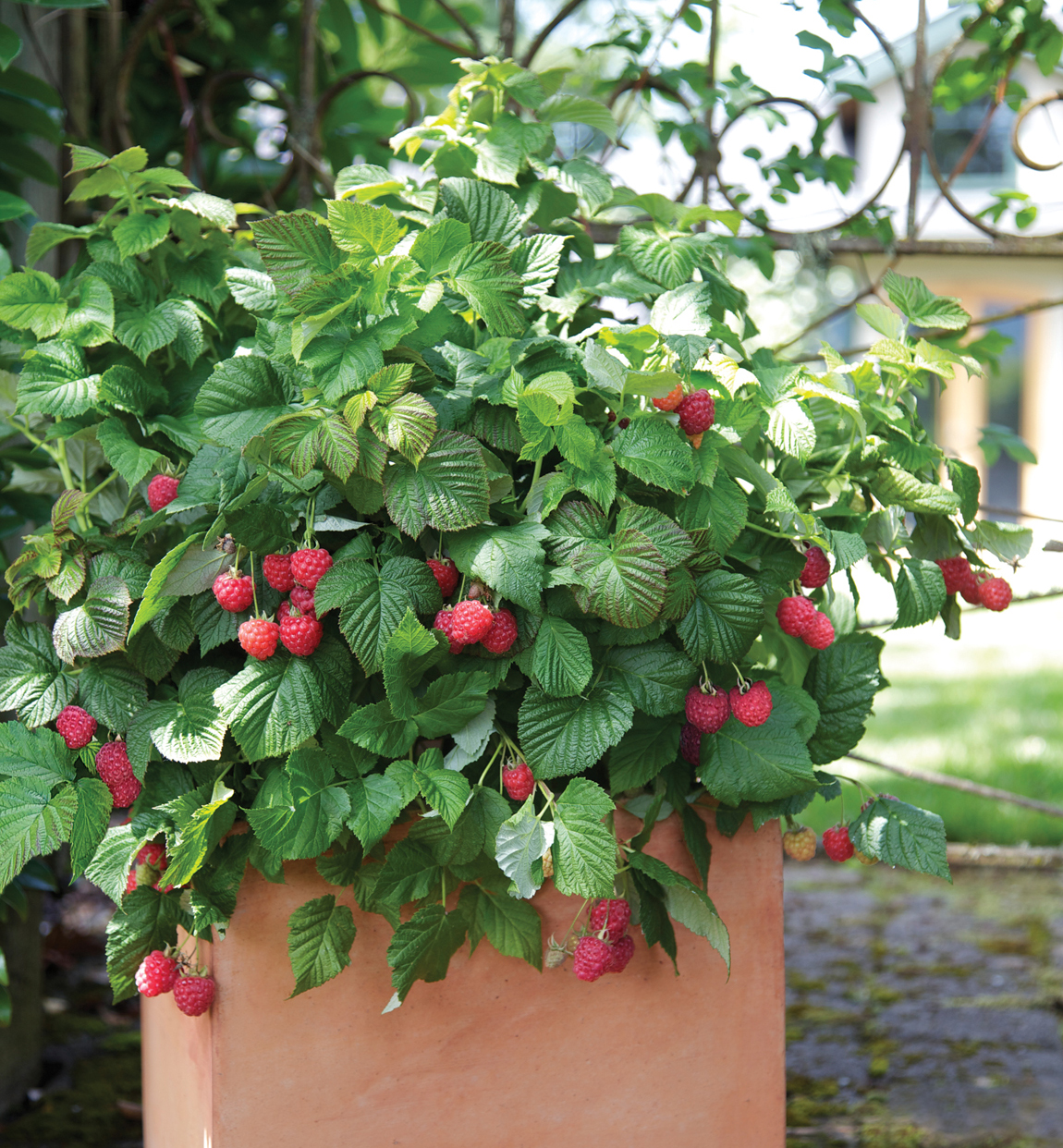 Blue Raspberry Plant