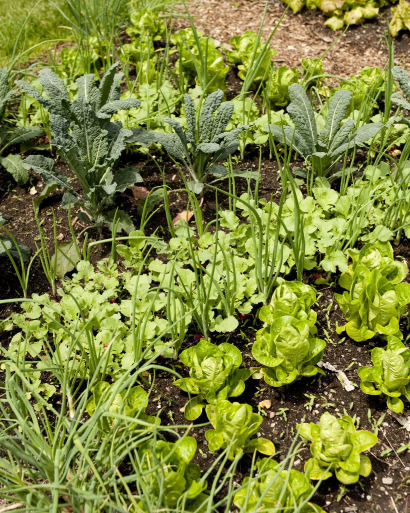 Storm Clean-Up 101: Soil Samples - Plant Talk