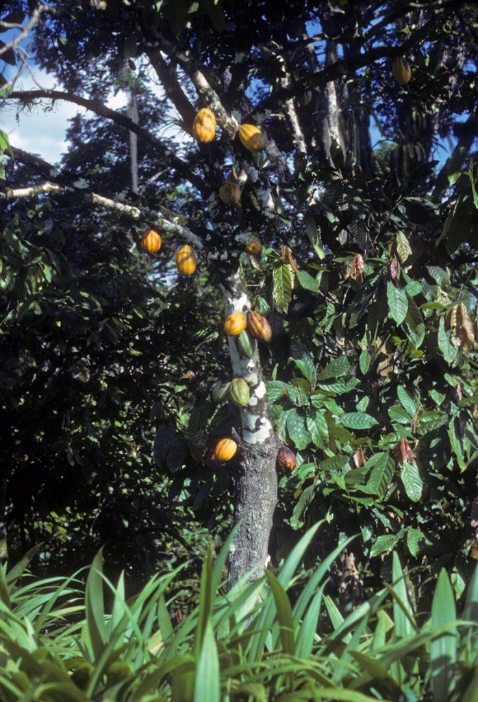 For the Love of Chocolate - Plant Talk