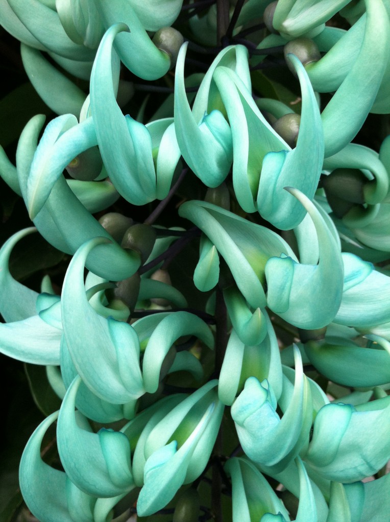 jade vine Archives - Plant Talk