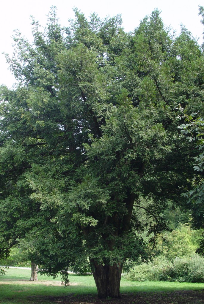 The Torreya Tree: Foreign Territory - Plant Talk