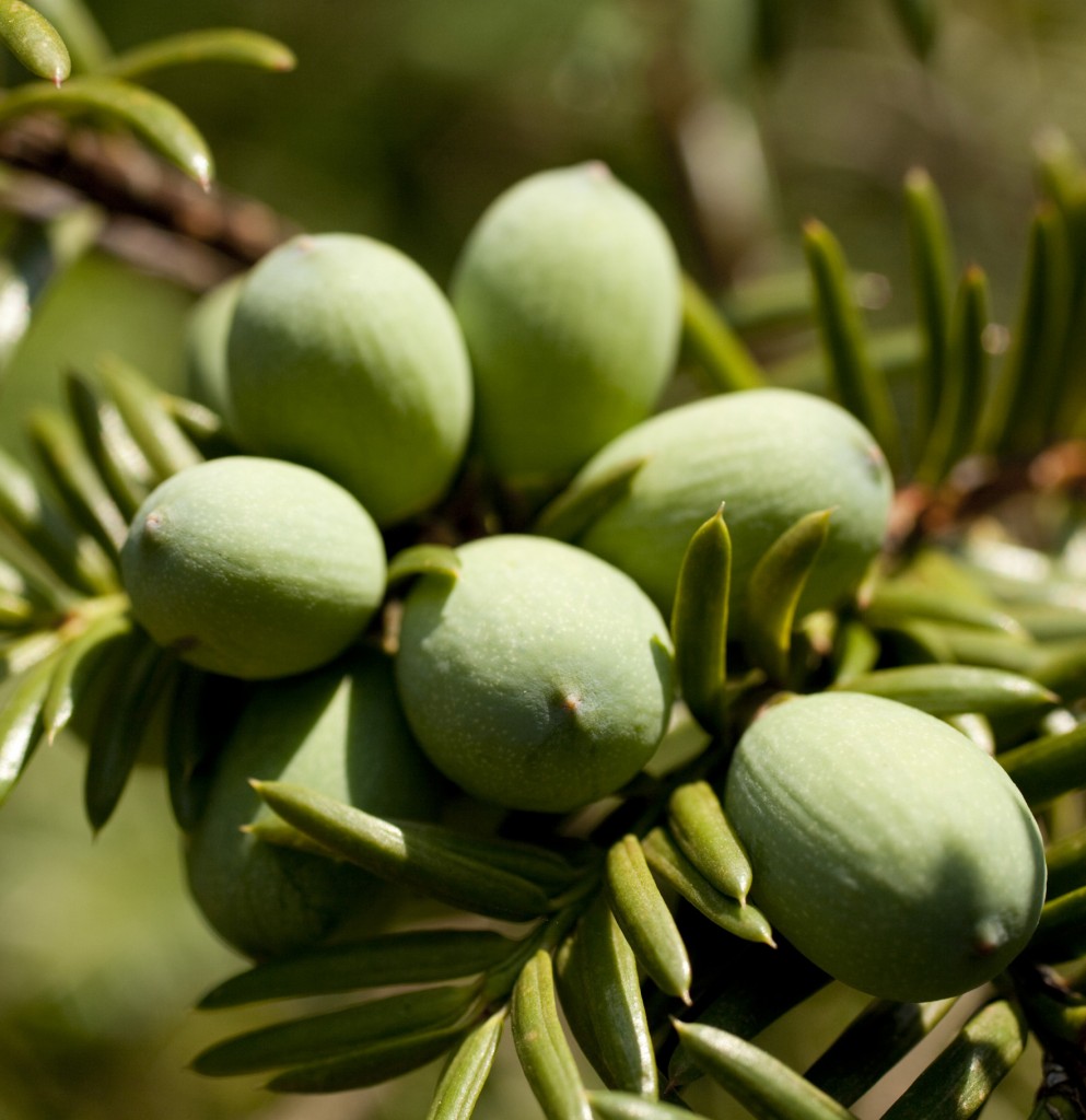 The Torreya Tree: Foreign Territory - Plant Talk