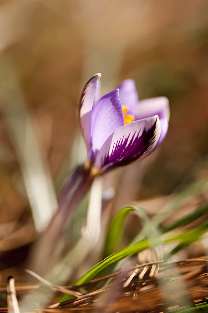 Morning Eye Candy: The First Spring Day - Plant Talk