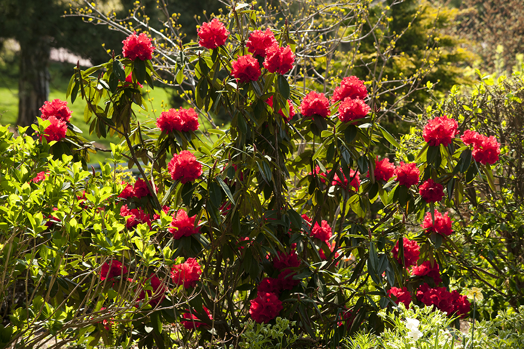 Morning Eye Candy: Toro! – Plant Talk