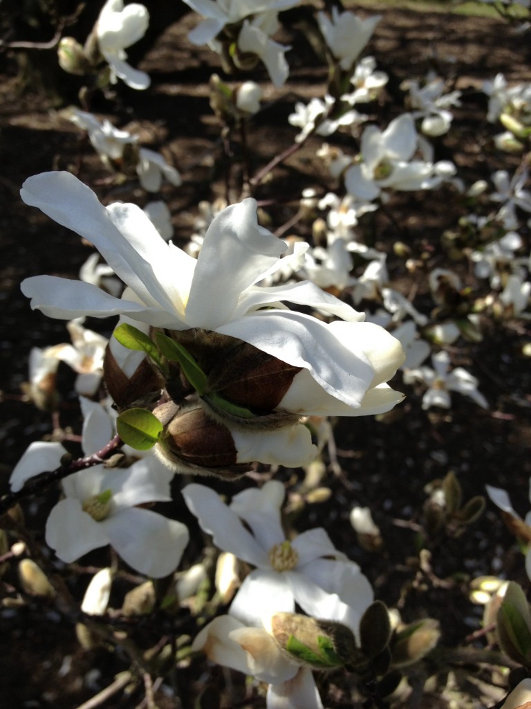 Morning Eye Candy: Magnificent Magnolias - Plant Talk