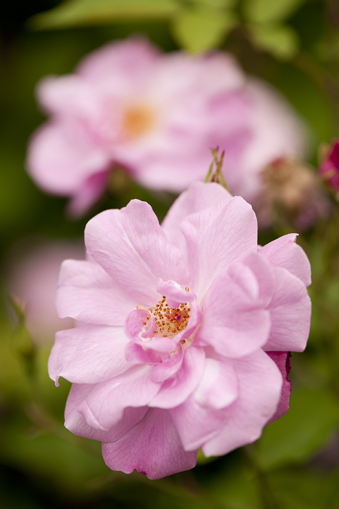 Morning Eye Candy: Old Blush - Plant Talk