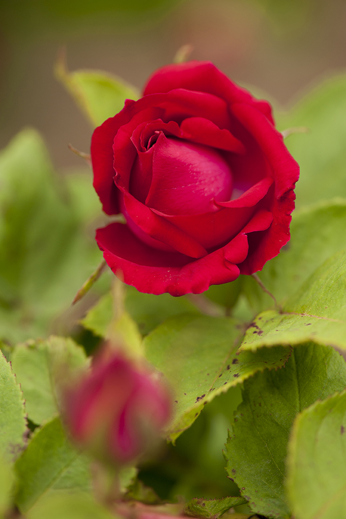 Morning Eye Candy: The Duchess - Plant Talk