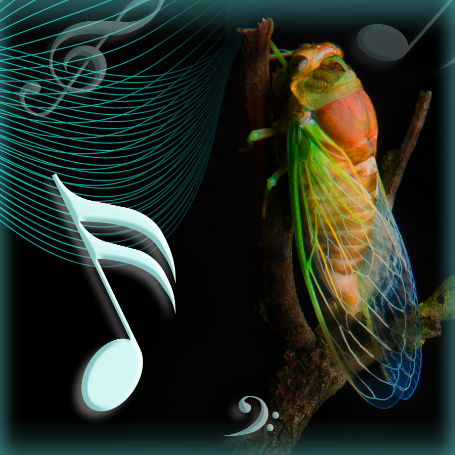 Cicada Song at the Garden – Plant Talk