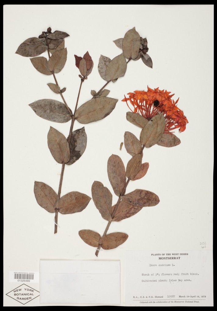 Crowd Sourcing The New York Botanical Garden Herbarium Plant Database ...
