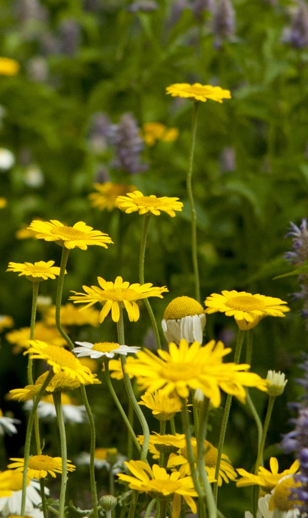 This Weekend: Solstice in the Sun! – Plant Talk