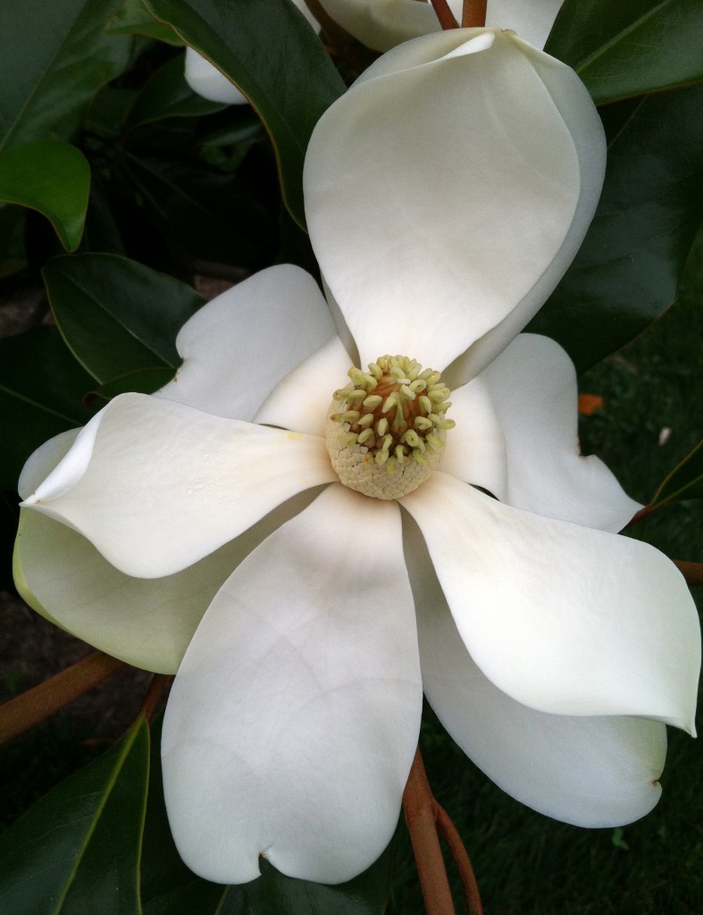 Southern Magnolias - Plant Talk