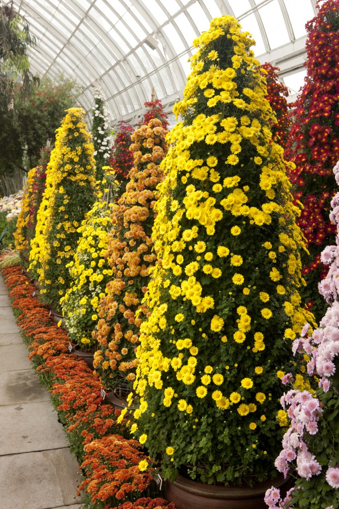 Morning Eye Candy: Kiku's Serried Ranks - Plant Talk