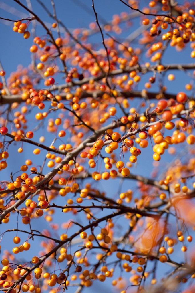 Morning Eye Candy: Nature’s Decorations – Plant Talk