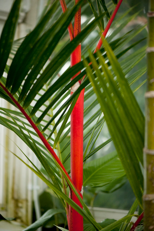A Festive Holiday Palm - Plant Talk