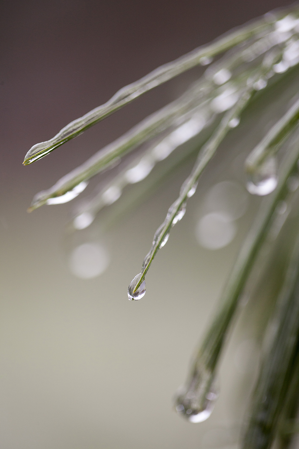 Morning Eye Candy: Nature's Tinsel - Plant Talk