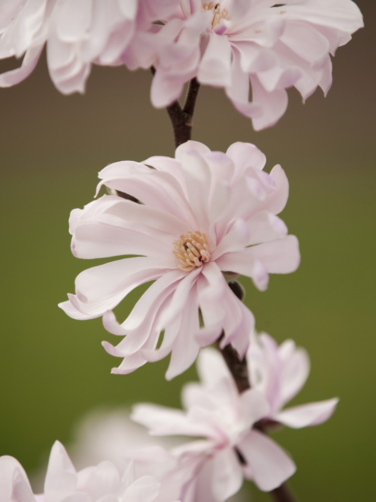 Marvelous Magnolias - Plant Talk